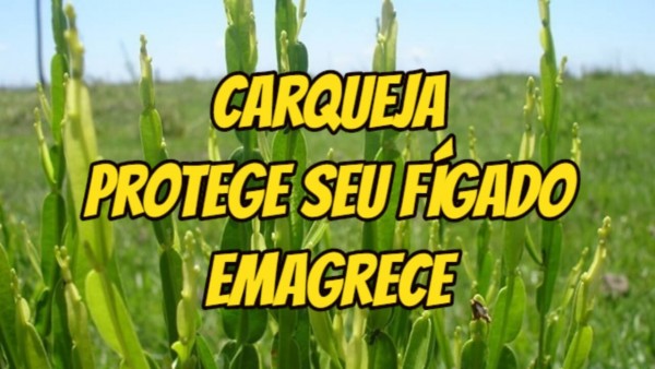 7 Benefícios da CARQUEJA | Carqueja Para que Serve e Propriedades ...