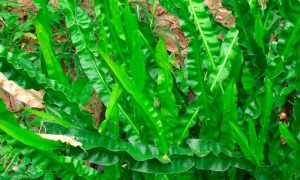 7 Benefícios da CARQUEJA | Carqueja Para que Serve e Propriedades ...