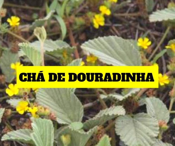Chá de Douradinha É bom Para os Rins, Benefícios, Como Fazer - Nutriela