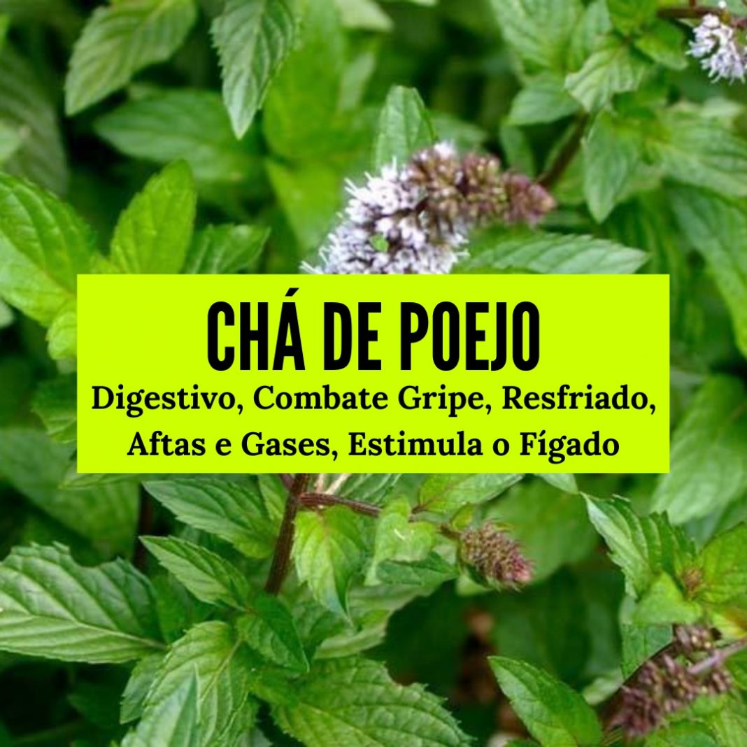 Chá De Poejo: Digestivo, Combate Gripe, Resfriado, Aftas e Gases ...