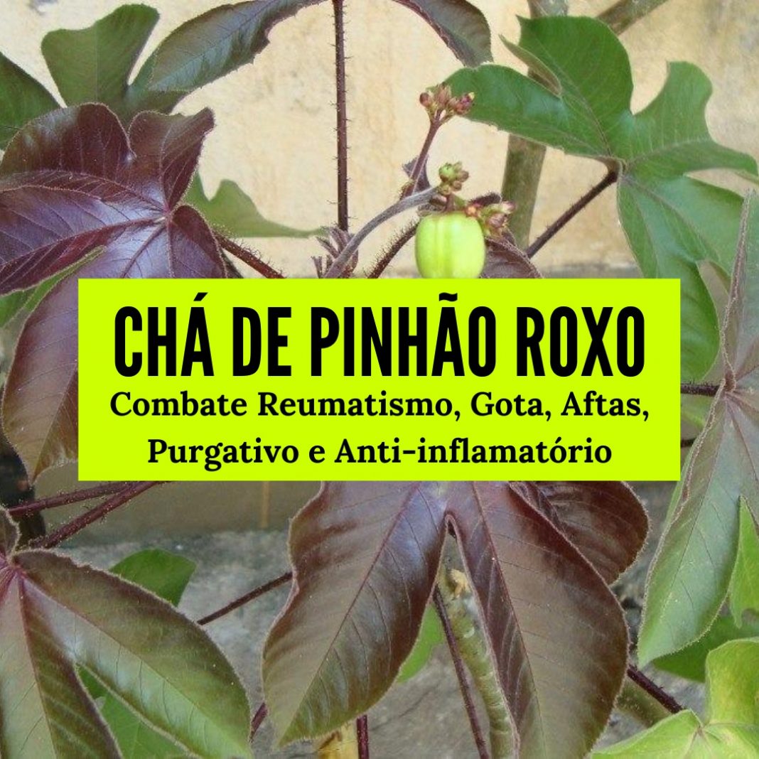Chá de Pinhão-roxo: Combate Reumatismo, Gota, Aftas, Purgativo e Anti ...