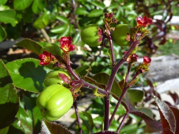 Chá de Pinhão-roxo: Combate Reumatismo, Gota, Aftas, Purgativo e Anti ...
