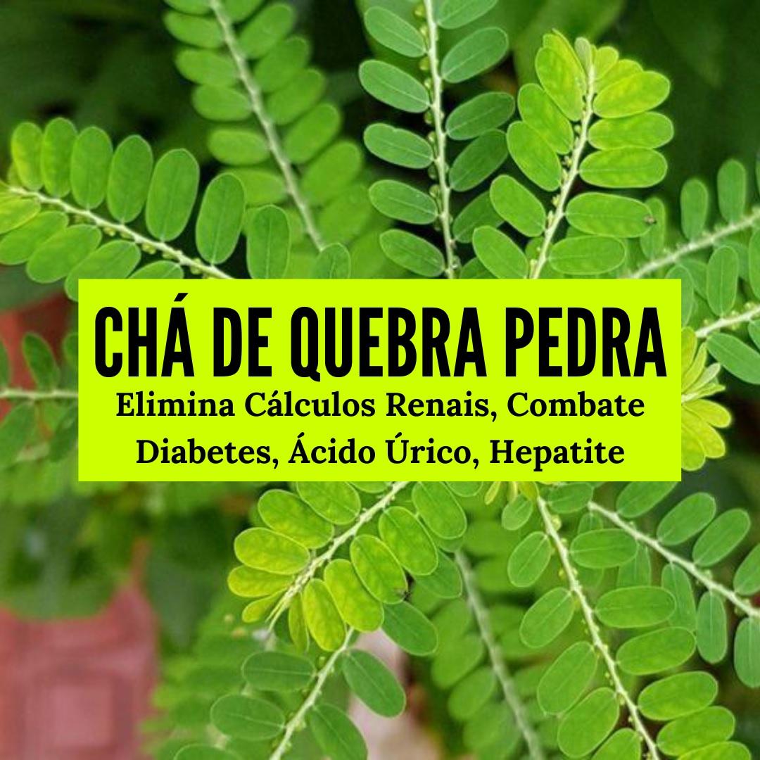 Chá de Quebra-pedra: Elimina Cálculos Renais, Combate Diabetes, Ácido ...