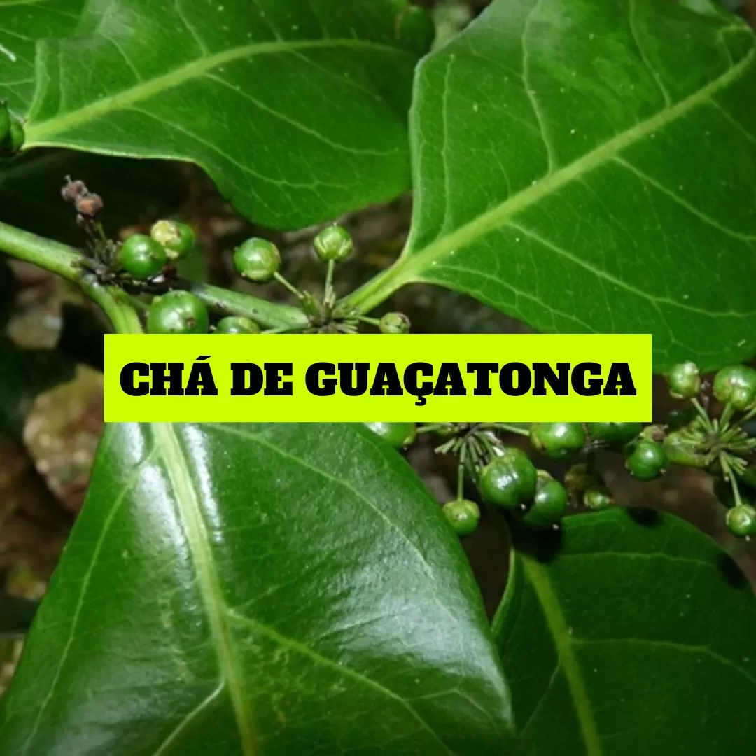 Chá de Guaçatonga: Combate Mau Hálito, Herpes Labial e Aftas ...